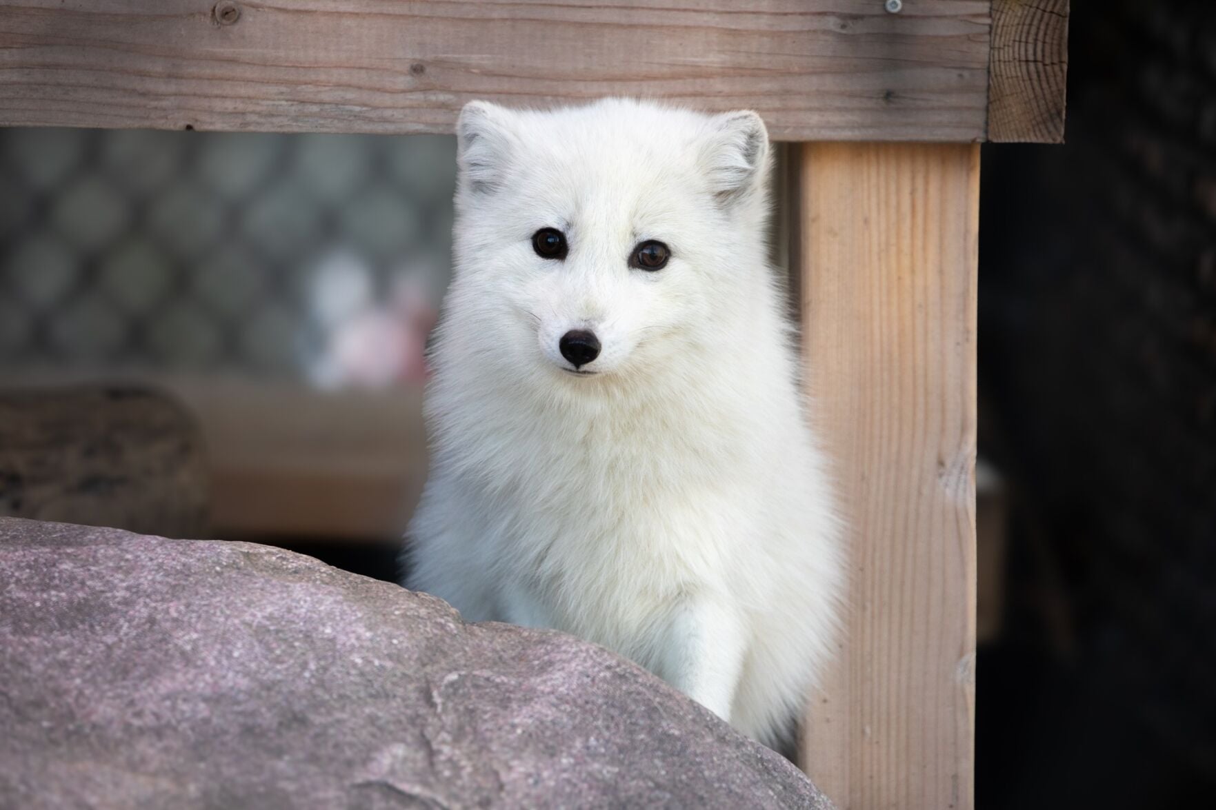 Tulsa Zoo completes arctic fox habitat renovations | News | fox23.com