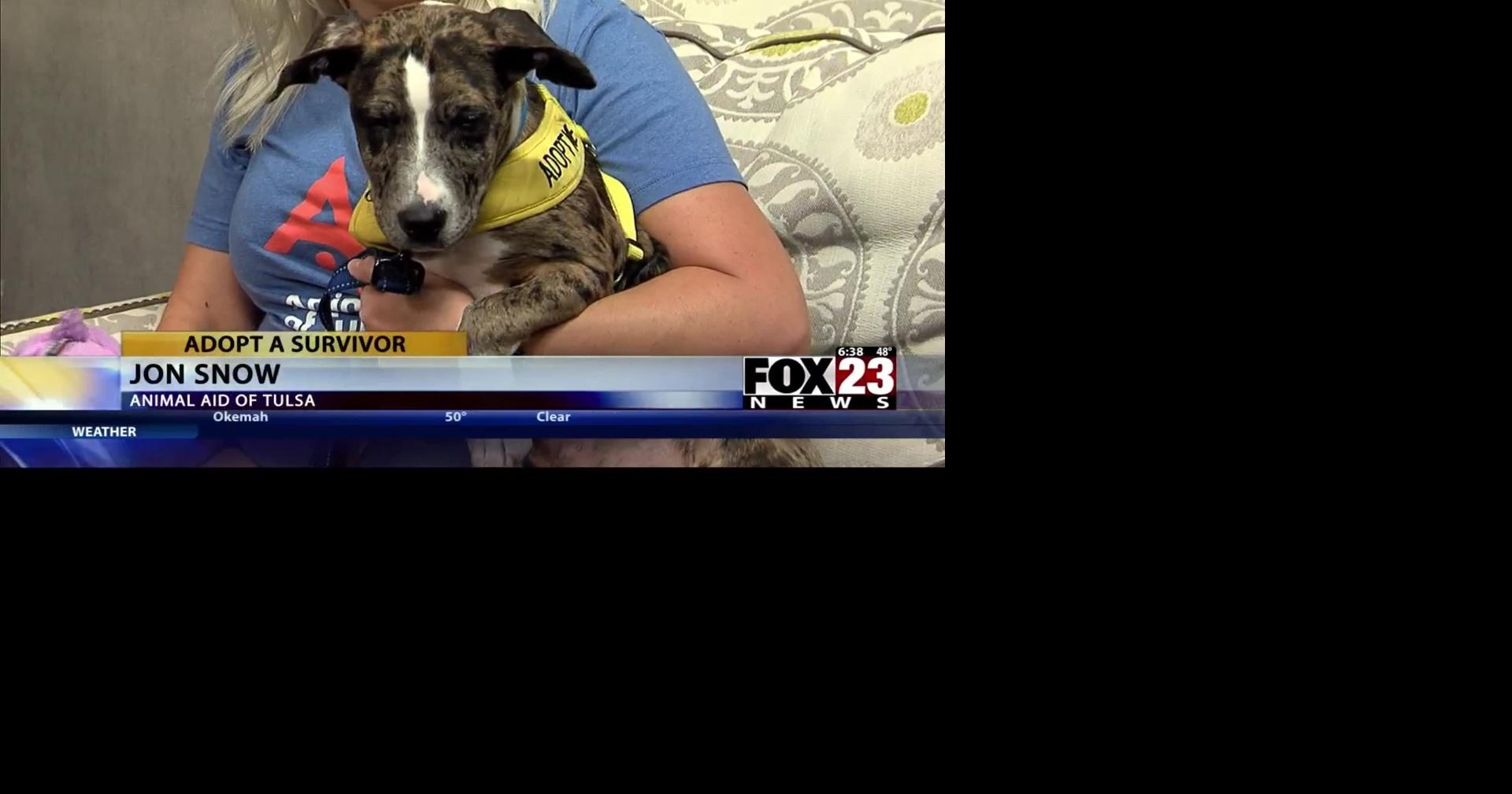 Adopt a Survivor: Meet Jon Snow | News | fox23.com