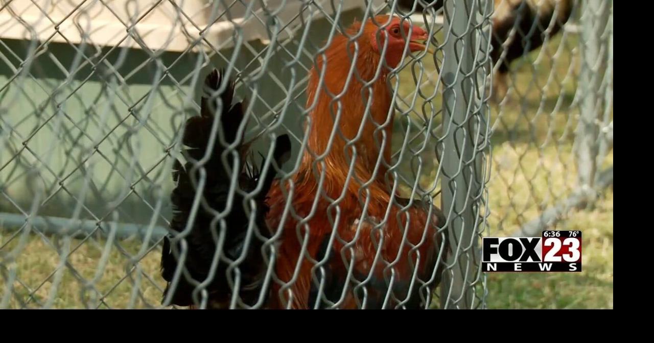 Controversial poultry waste bill set for hearing in State Senate Monday ...