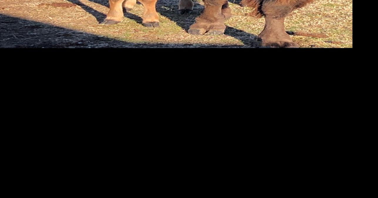 Pawnee Bill Ranch celebrates birth of baby bison | Local & State ...