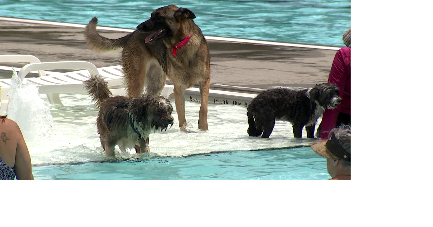 K-9 Splash held at McClure Pool | News | fox23.com