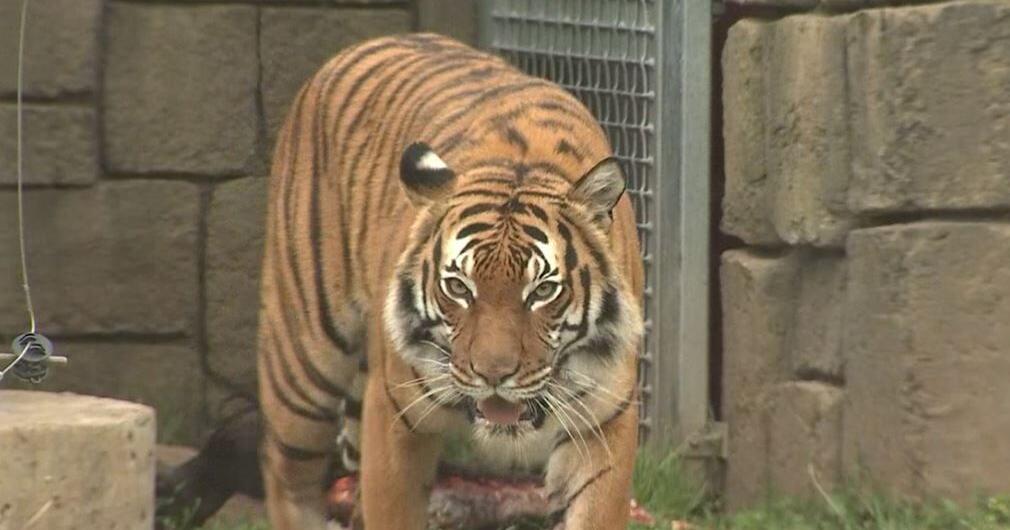 Tulsa Zoo hosts special tiger enrichment to celebrate new Ascension St ...