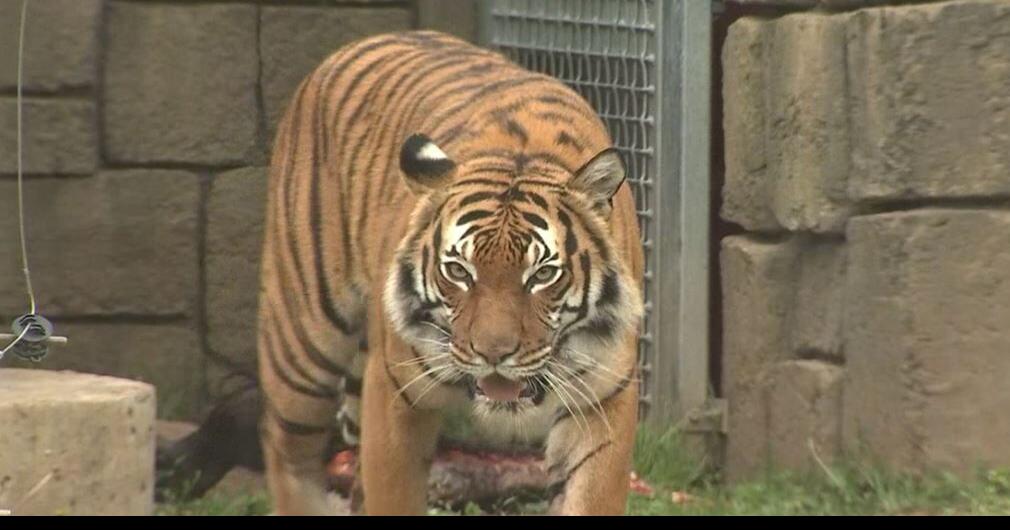 Tulsa Zoo hosts special tiger enrichment to celebrate new Ascension St ...