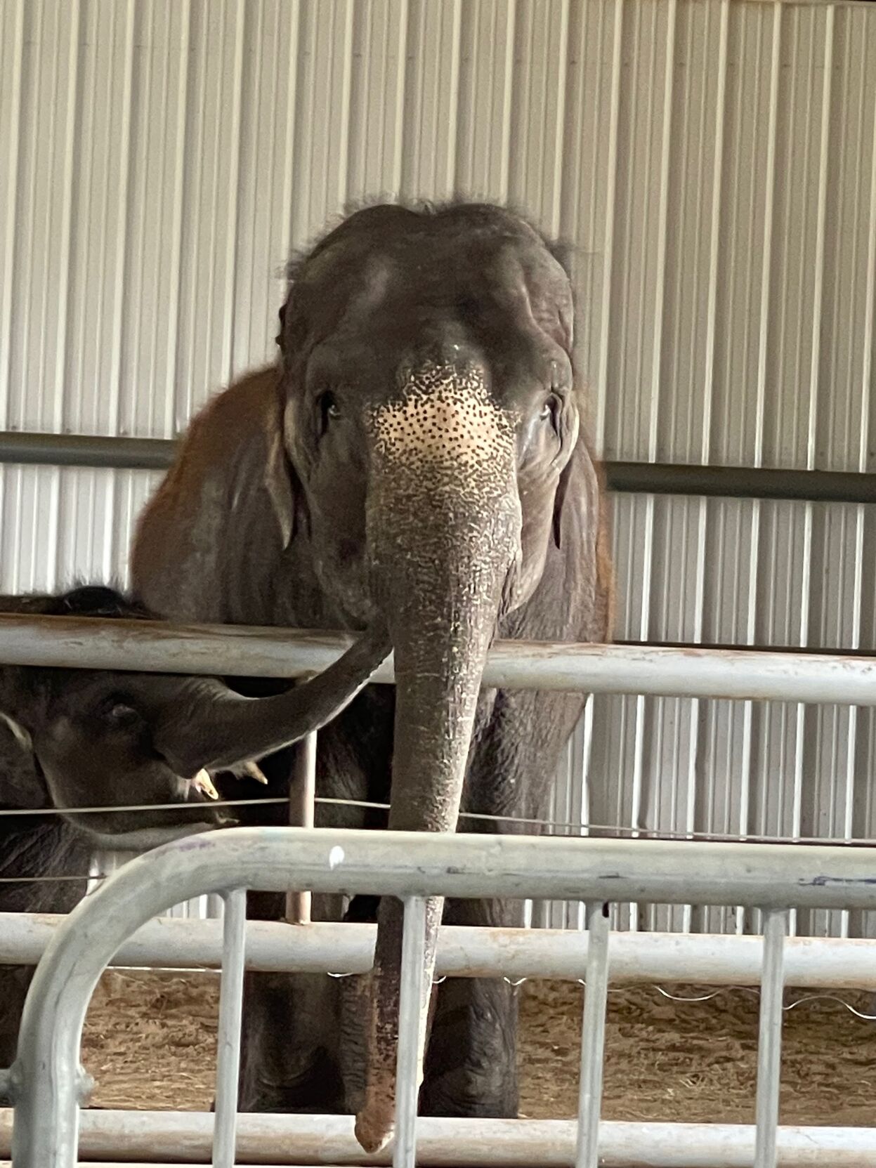 Photos: Endangered Ark Foundation's Elephant Sanctuary | | fox23.com