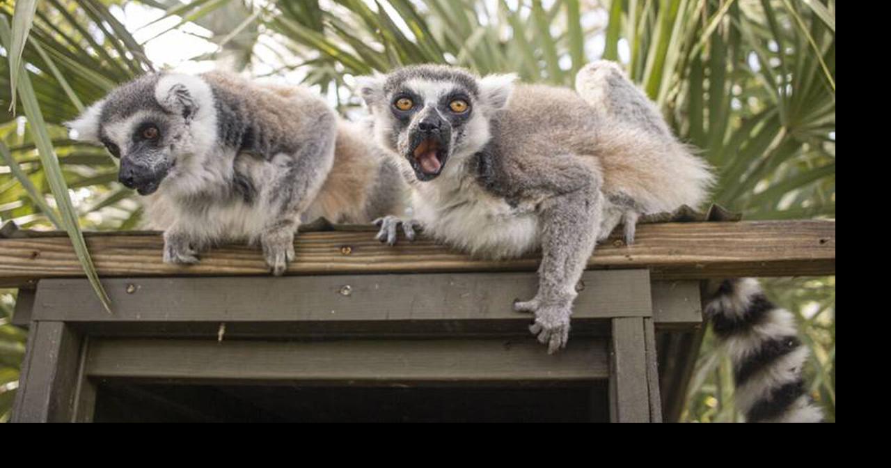 Florida zoo creates ‘retirement homes’ to care for aging animals ...