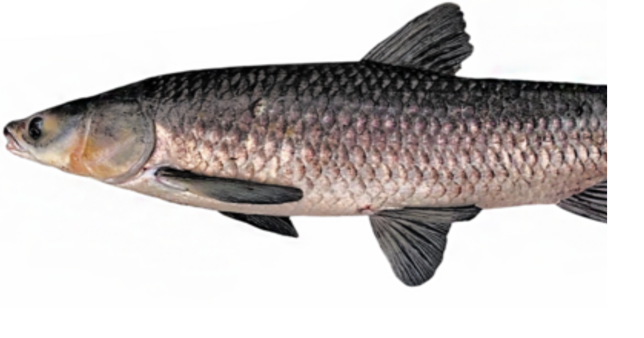 OK Dept. of Wildlife Conservation offers $100 bounty for catching black ...