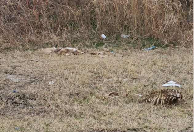A north Tulsa animal dumping ground | | fox23.com