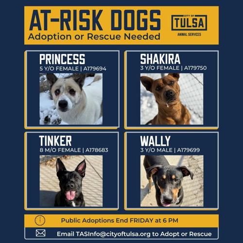 Tulsa Animal Services shares list of dogs at-risk | News | fox23.com