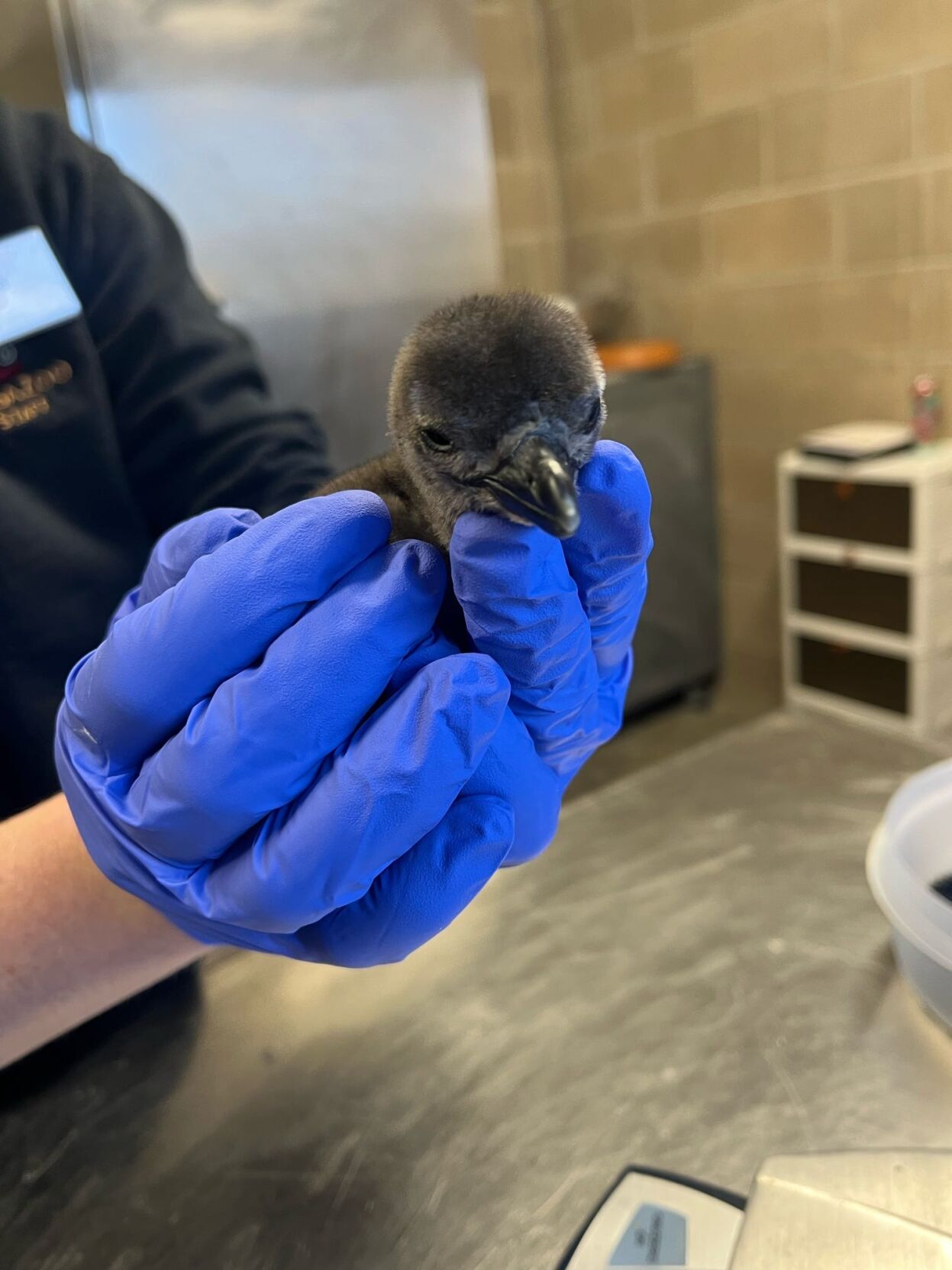Critically endangered African penguin chick hatches at Tulsa Zoo ...