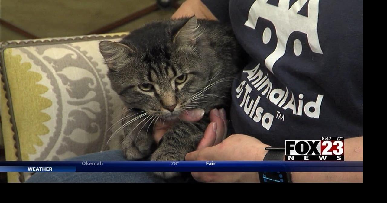 Adopt a Survivor: Meet Eeyore | News | fox23.com