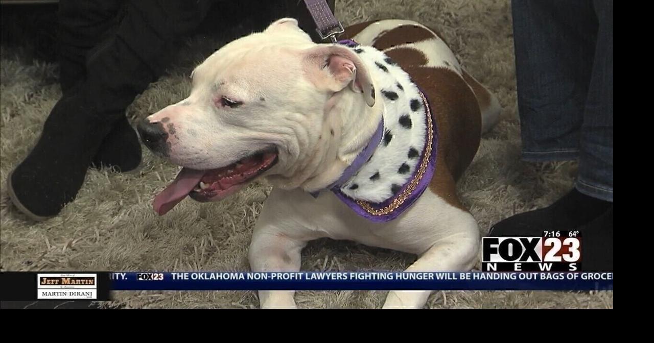 Adopt a Survivor: Meet Archie | News | fox23.com