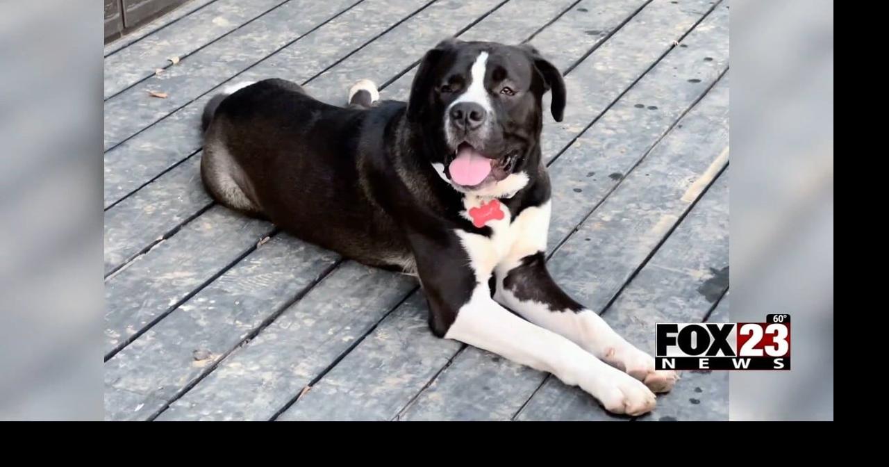 Sperry man claims police shot and killed his dog and then lied about it ...