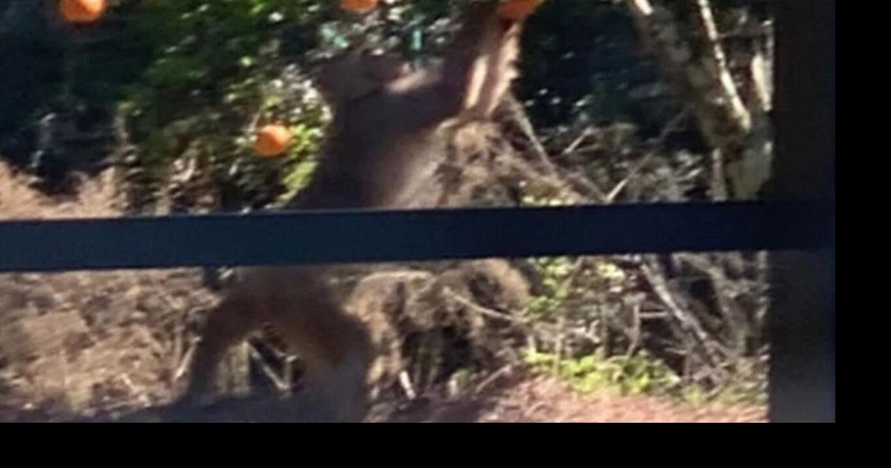 Invasive monkeys spotted eating oranges in Florida neighborhood ...
