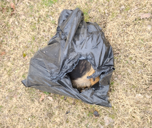 A north Tulsa animal dumping ground | | fox23.com