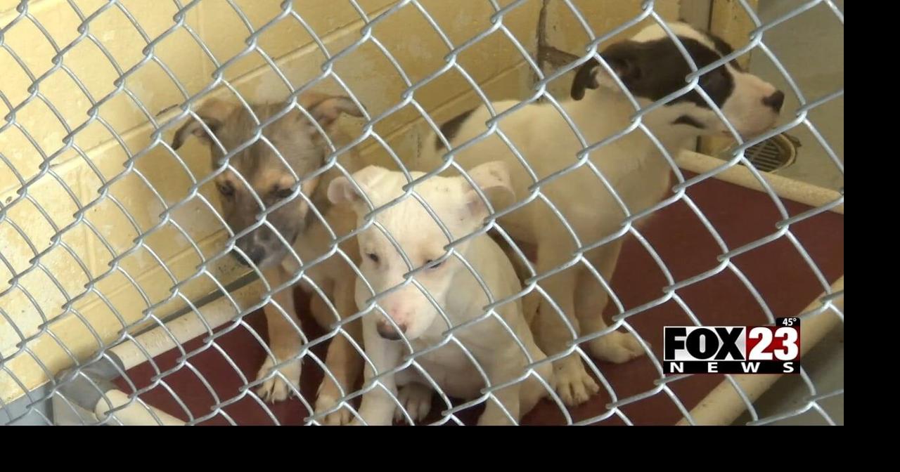 Tulsa Animal Welfare warns pet owners about scammers posing as the ...