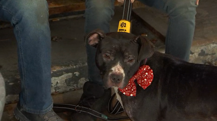 Tulsa Animal Services holds monthly dog adoption event at Mercury ...