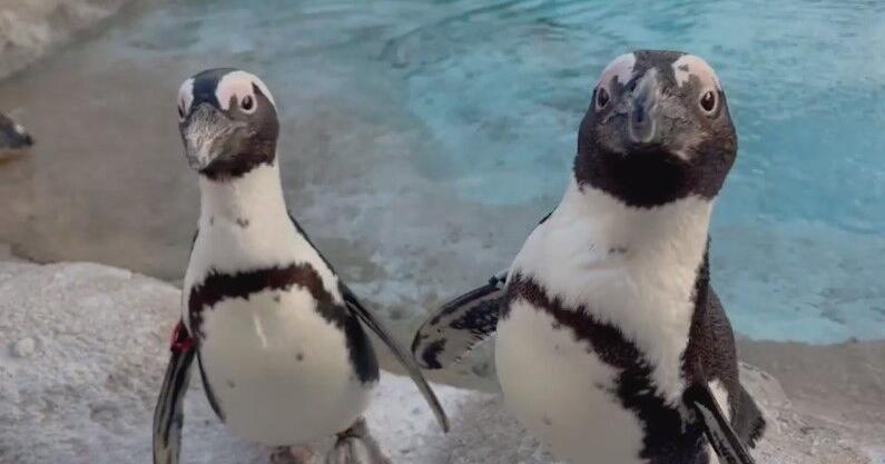 Tulsa Zoo, Philbrook closed Sunday | News | fox23.com