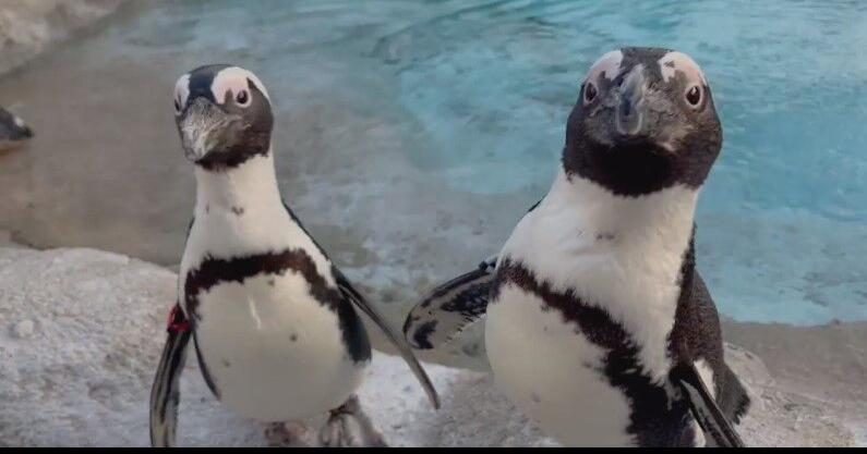 Oklahoma students create video highlighting penguins at the Tulsa Zoo ...