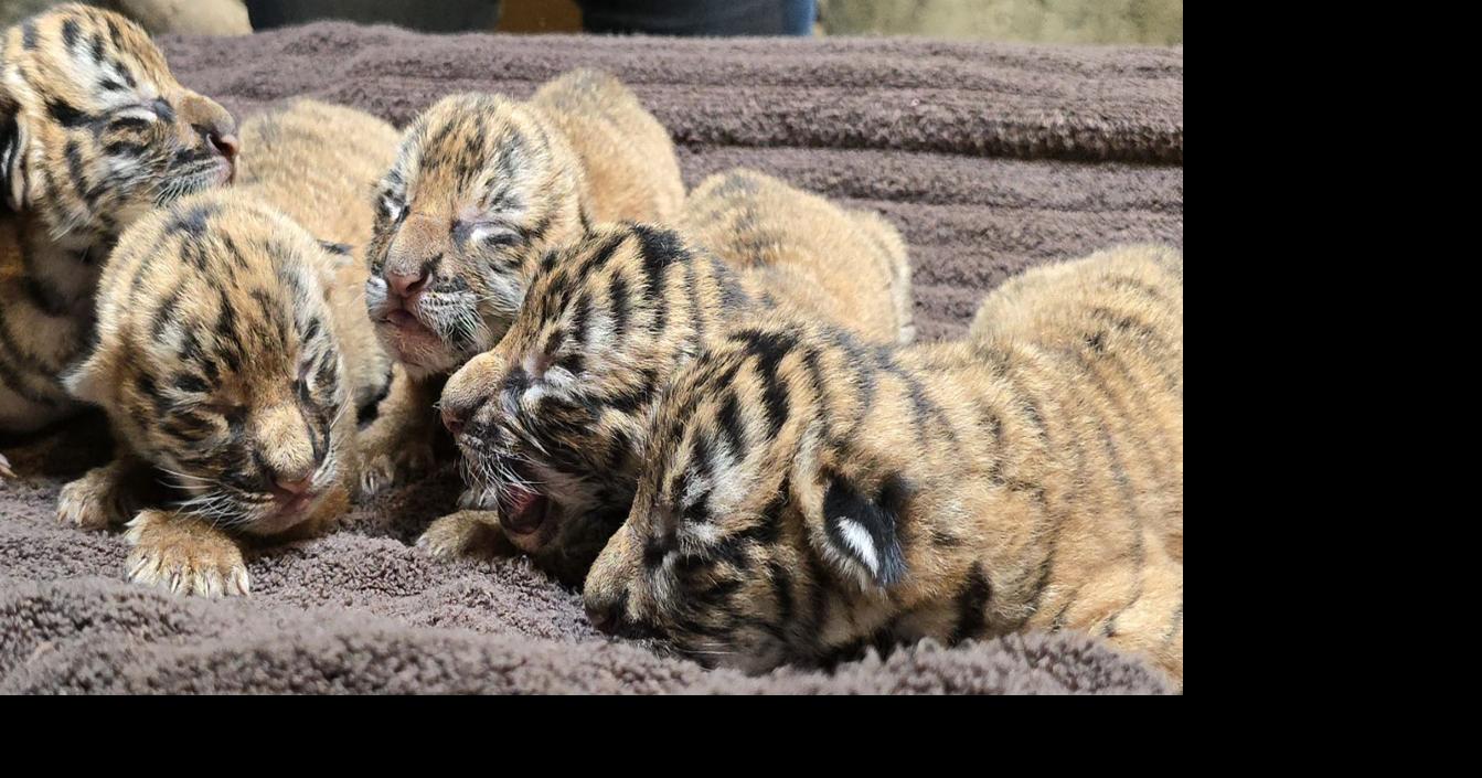 The Tulsa Zoo welcomes 5 endangered Malayan tiger cubs | Local & State ...