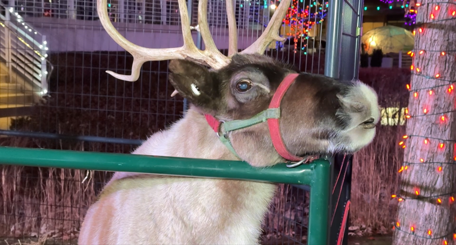 QuikTrip's JollyTown at Guthrie Green will have live reindeer all week ...