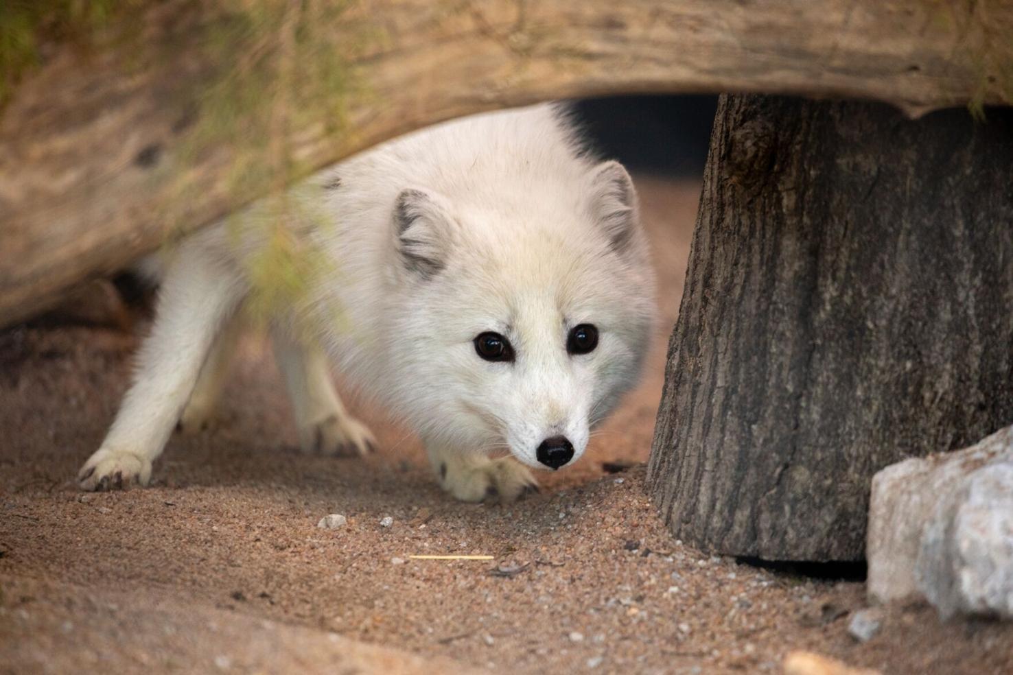 Tulsa Zoo completes arctic fox habitat renovations | News | fox23.com