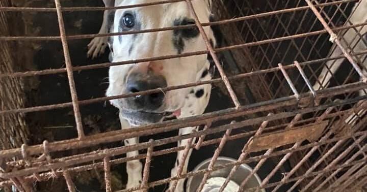 Tulsa Humane Society rescues 131 pets from a house in Osage County ...