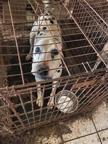 Tulsa Humane Society rescues 131 pets from a house in Osage County ...