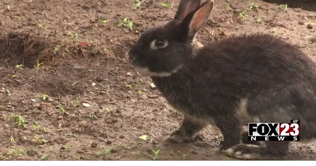 Tulsa rabbit keeper heading to court for violating city ordinances ...