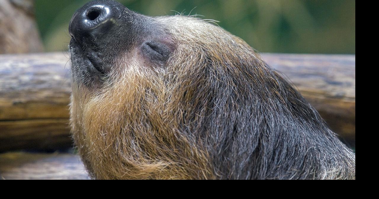 Cincinnati Zoo sloth pregnant, expecting baby next summer | Trending ...