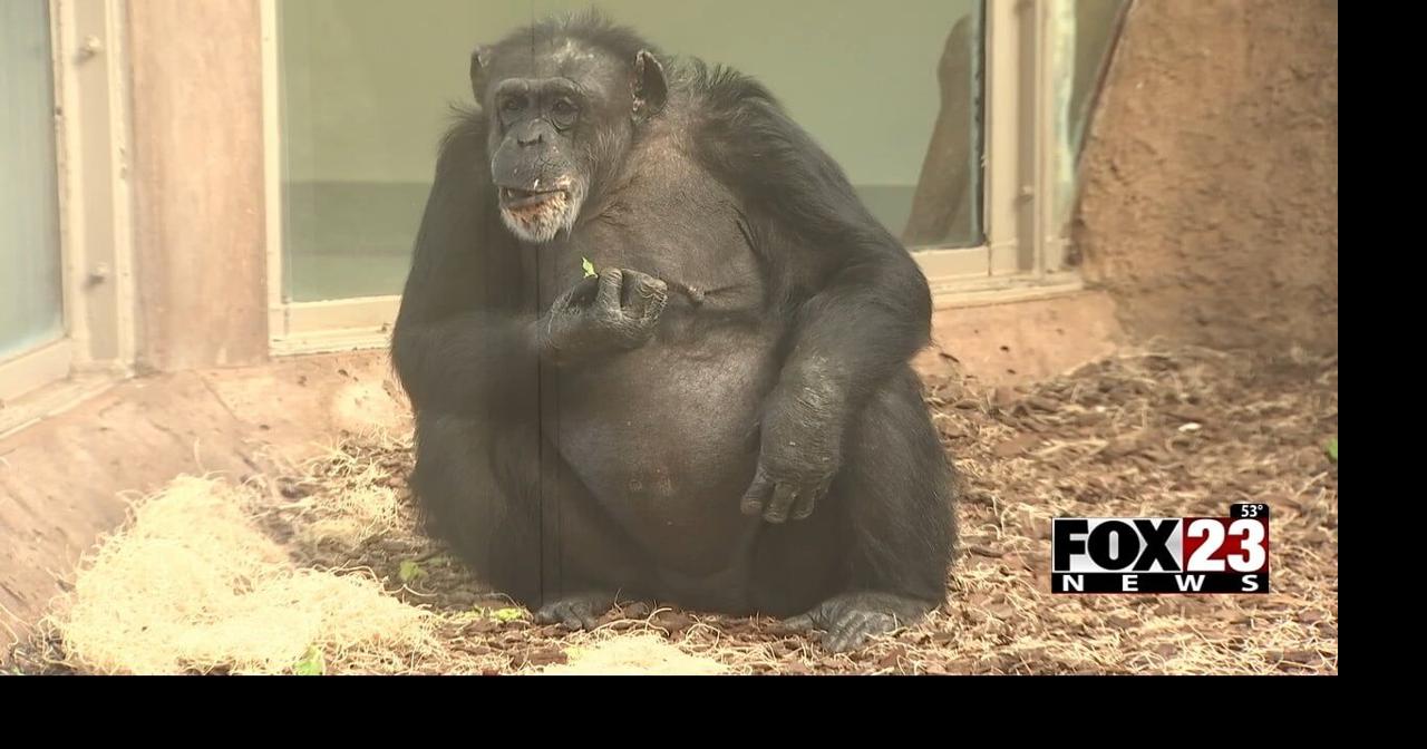 Tulsa Zoo celebrates 50-year-old chimpanzee Jodi | News | fox23.com