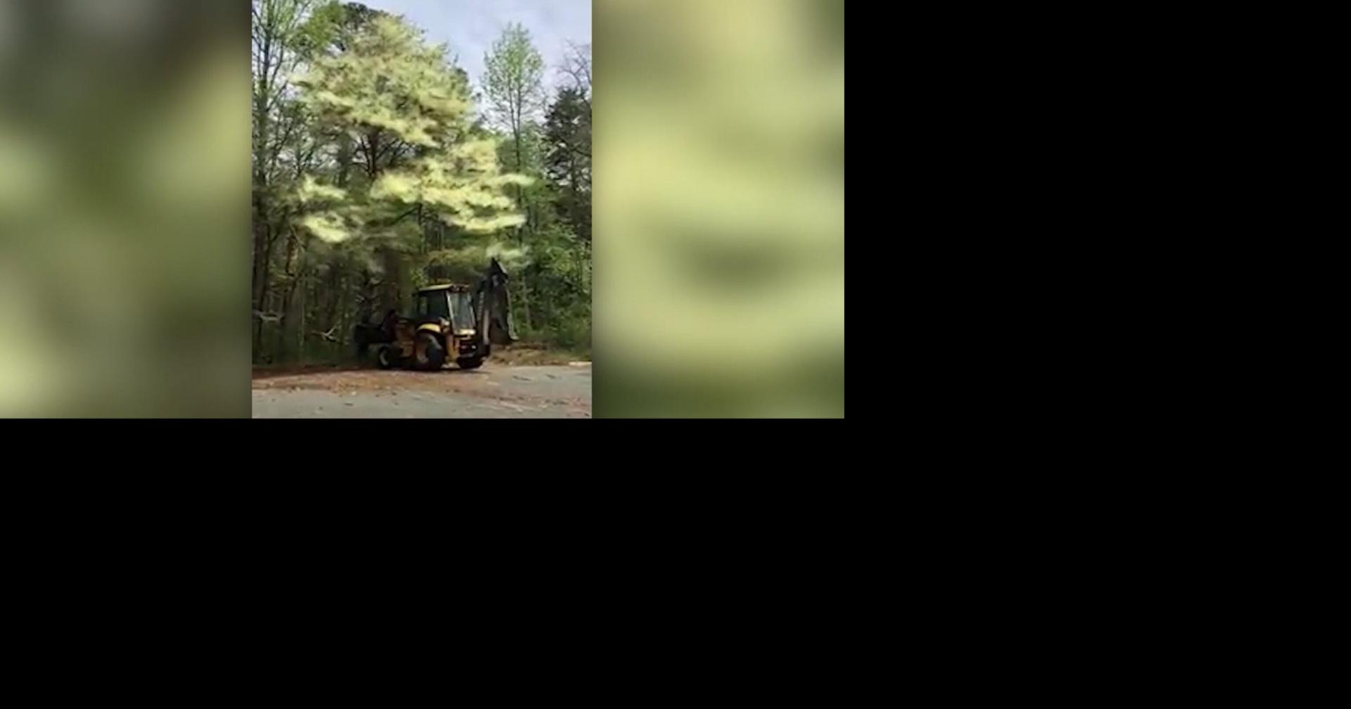 WATCH: Pollen cloud springs from tree in sneeze-worthy viral video ...
