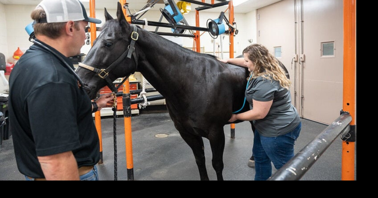OSU searching for new dean of College of Veterinary Medicine | News ...