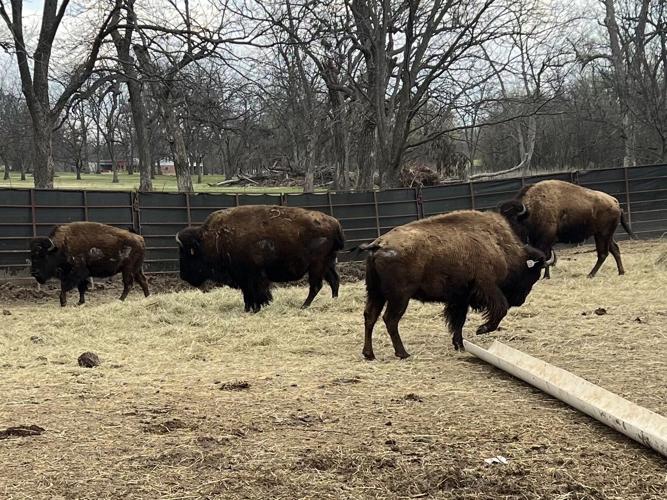 Owner reacts to arrests made in connection to killing of 2 bison, 1 ...