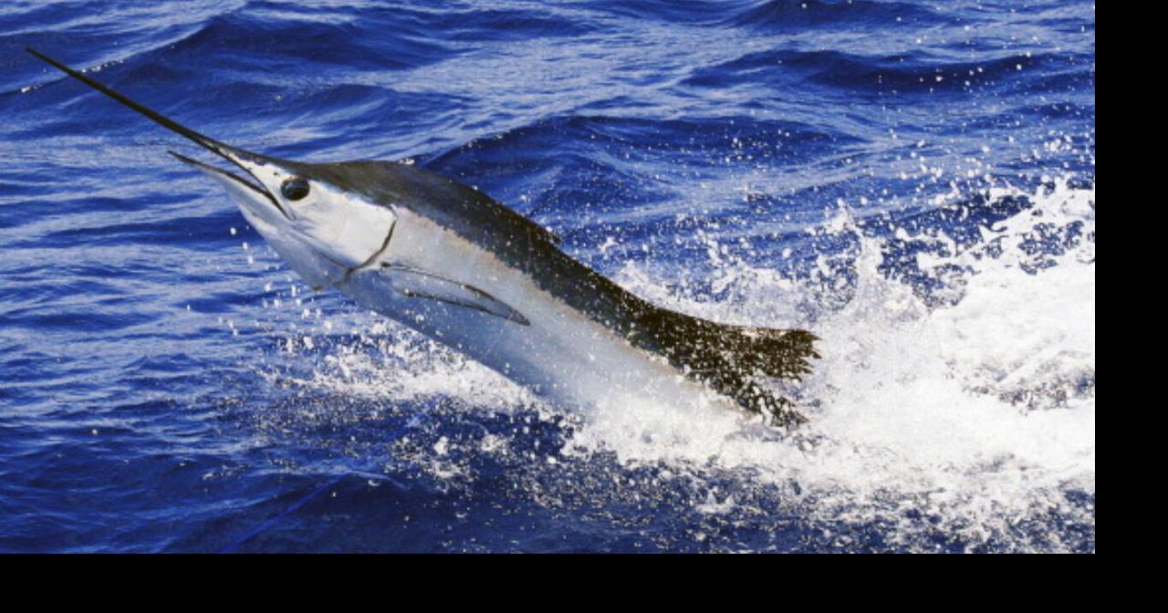 Maryland woman impaled by 100-pound sailfish while fishing off Florida ...