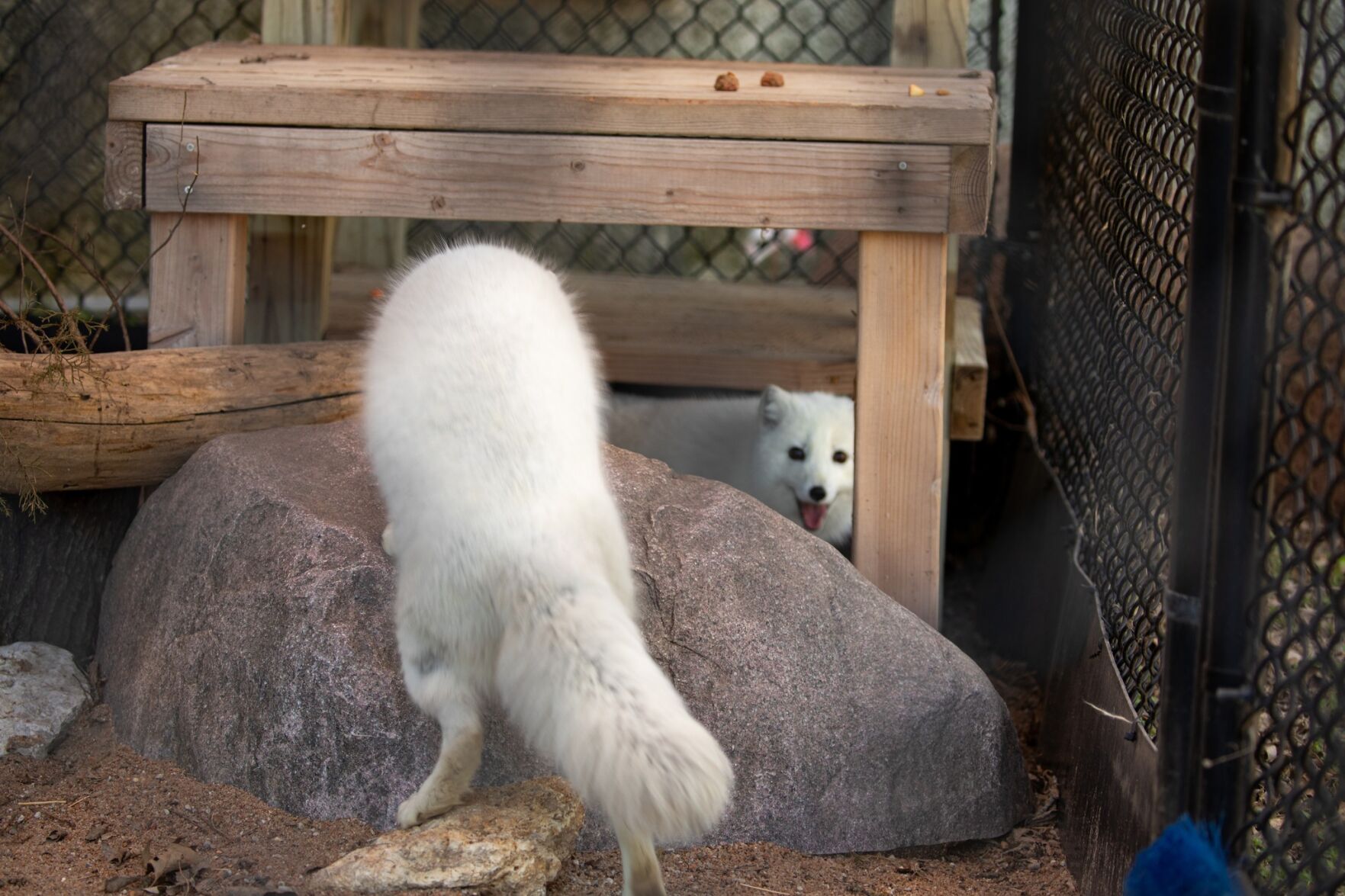 Tulsa Zoo completes arctic fox habitat renovations | News | fox23.com