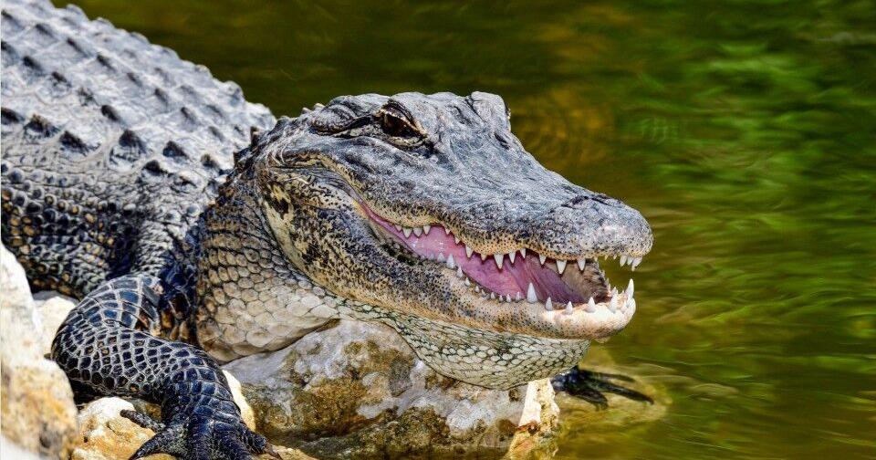 Florida man found partially eaten by alligator died from meth overdose ...