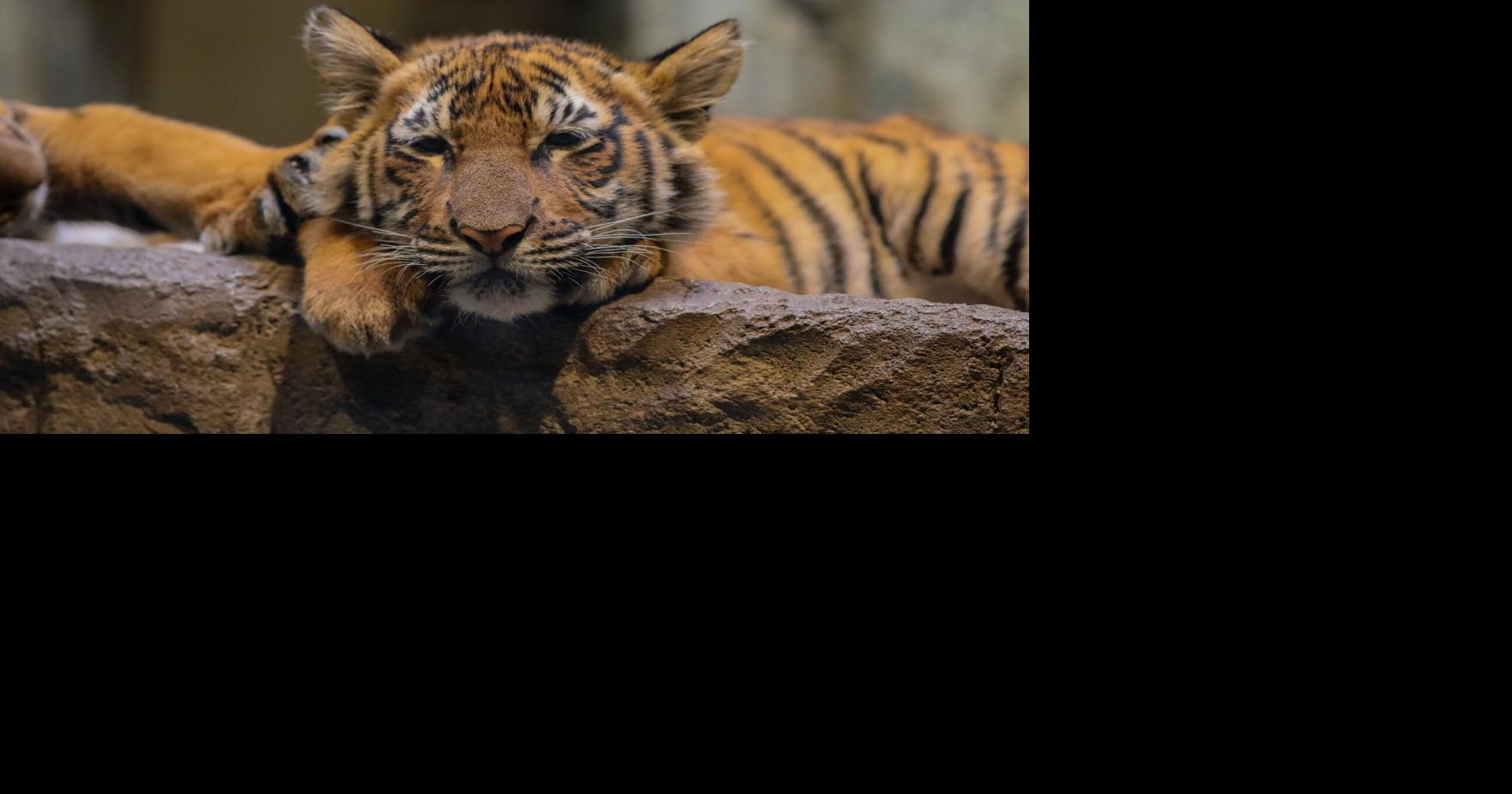 Tulsa Zoo Malayan Tiger Cubs | | fox23.com