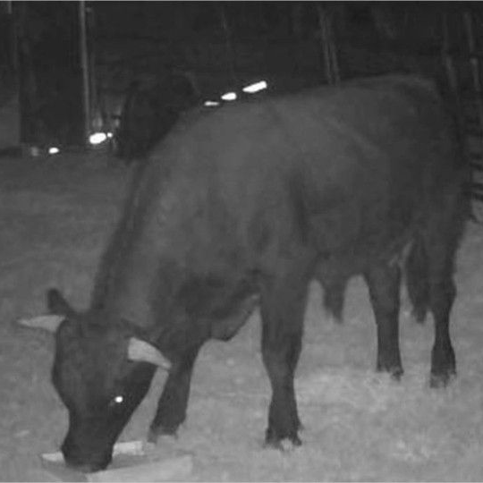 are beefalo aggressive