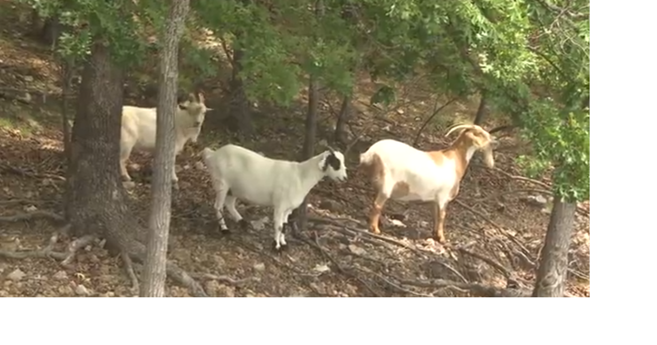 Grand Lake’s “Goats and Boats” event brings new life to Goat Island ...