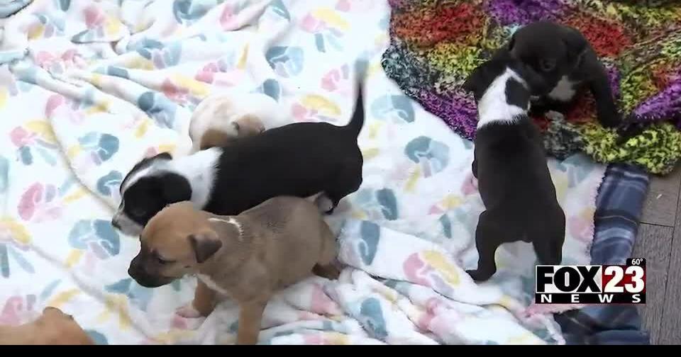 Humane Society of Tulsa offering free adoptions | News | fox23.com