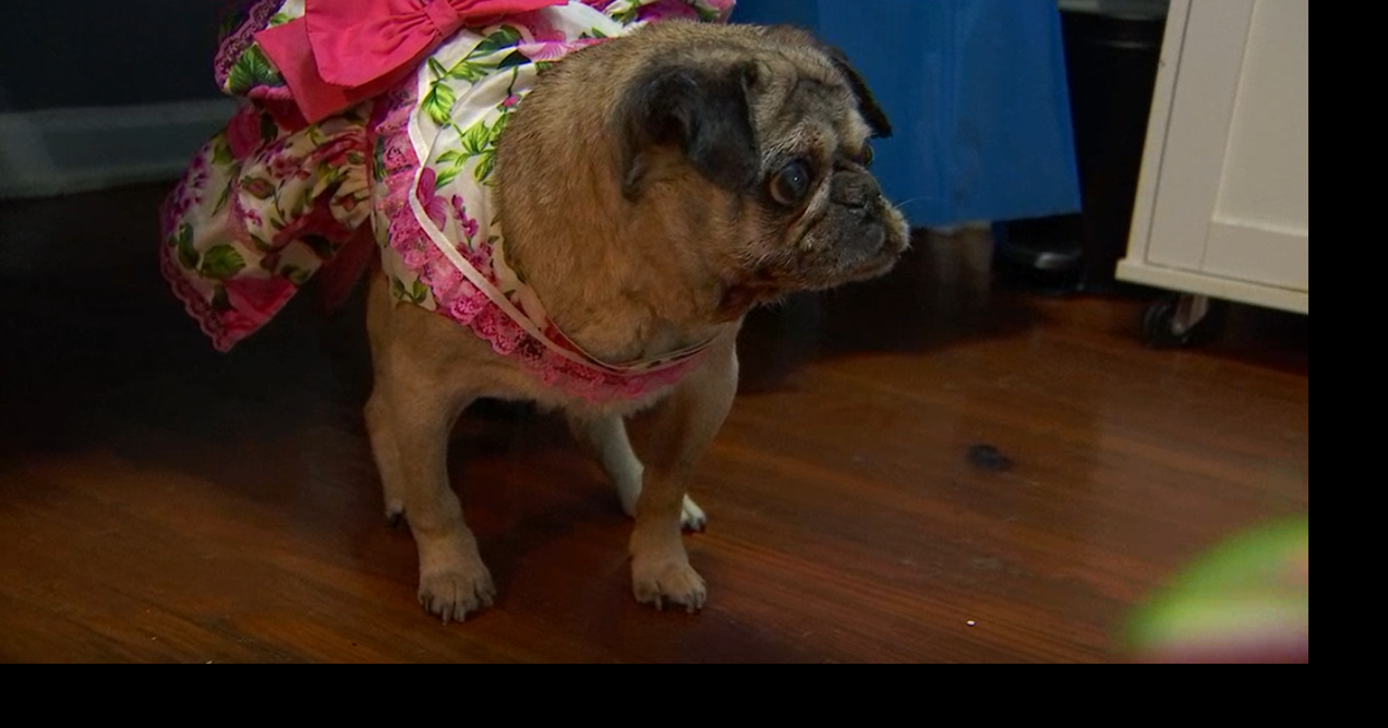 Homeward Bound Pug Rescue holds 18th birthday party for foster Chili ...