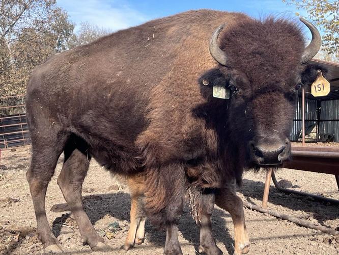 Photos: Owners looking for answers after bison shot, decapitated at ...