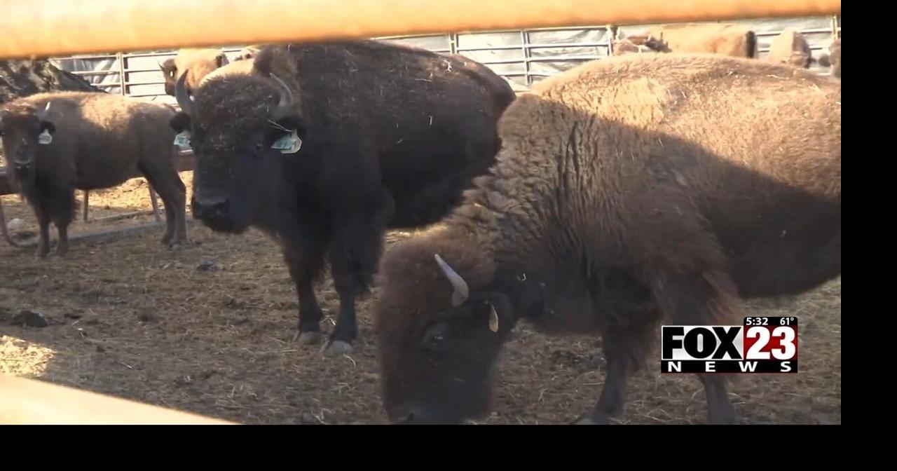 Quapaw Nation gifts bison to Tulsa rancher after three of his were ...