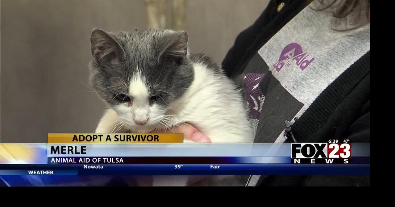 Adopt a Survivor: Meet Merle | News | fox23.com