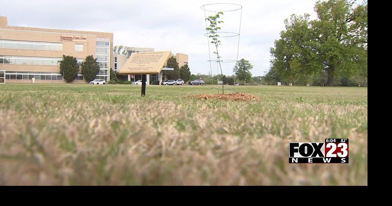 OU Tulsa plants seedling from survivor tree in remembrance of OKC ...
