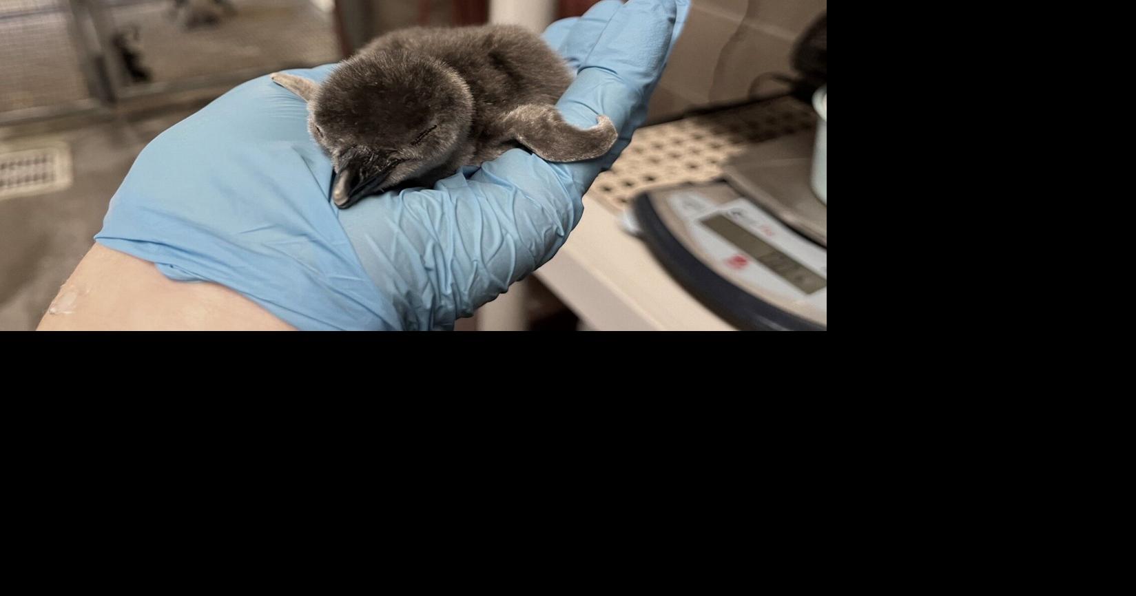 Tulsa Zoo announces birth of penguin chick | Local & State | fox23.com