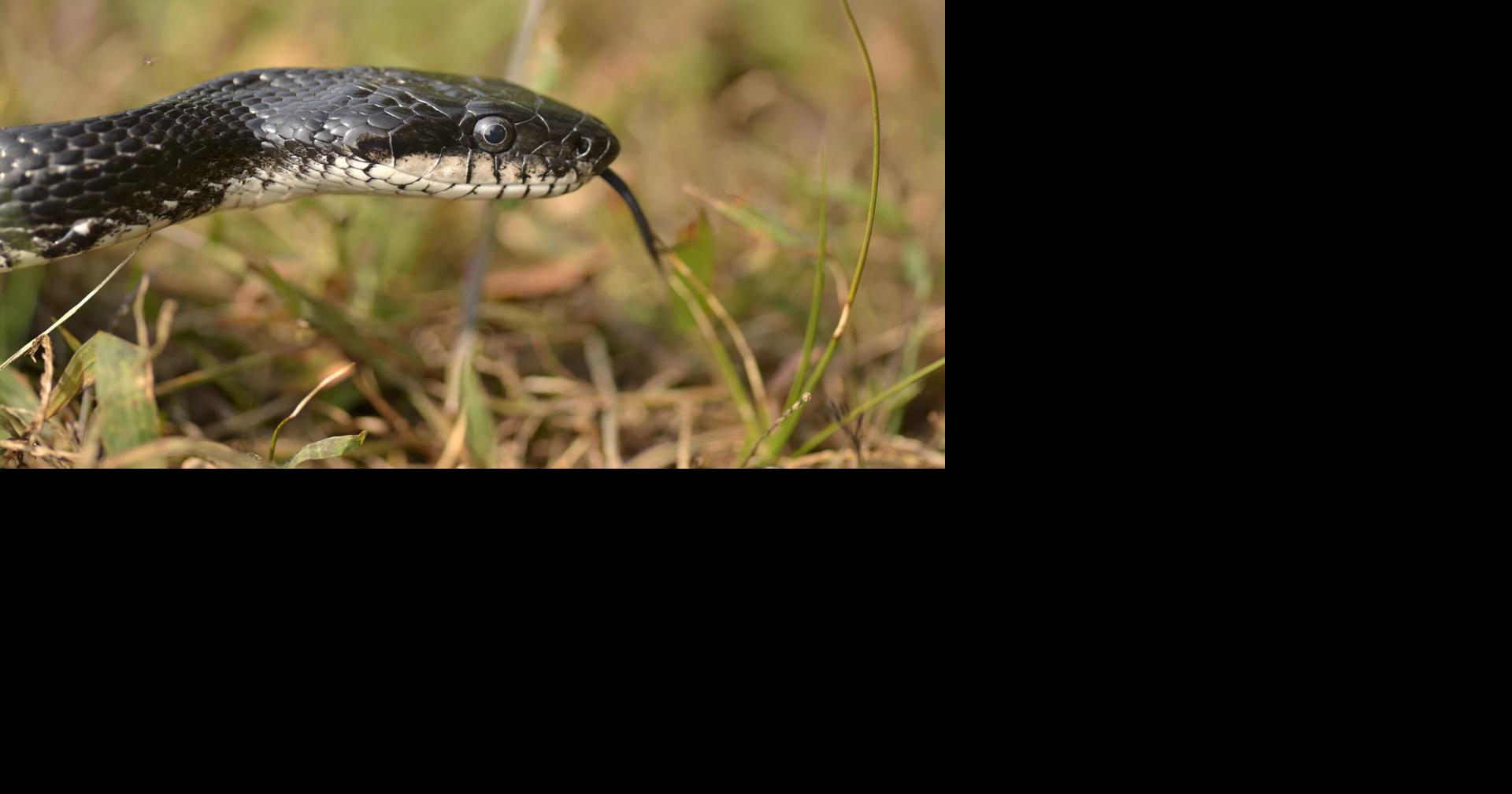Kentucky high school teacher says snakes and mice are falling from ...