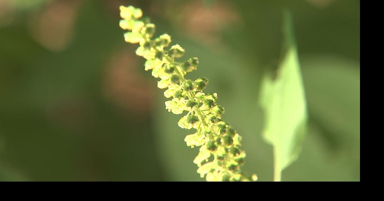 “Very High Alert” for ragweed in Oklahoma | News | fox23.com