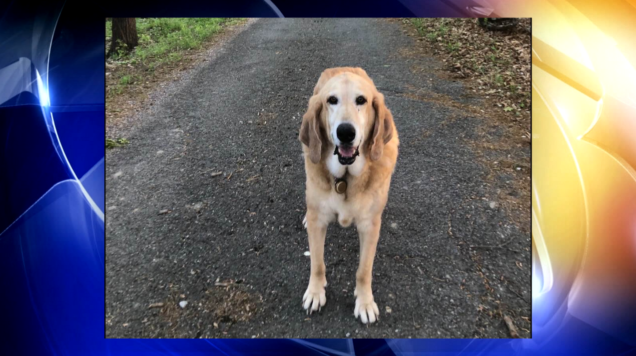 Neighbors near Grand Lake say packs of feral dogs are threatening their ...
