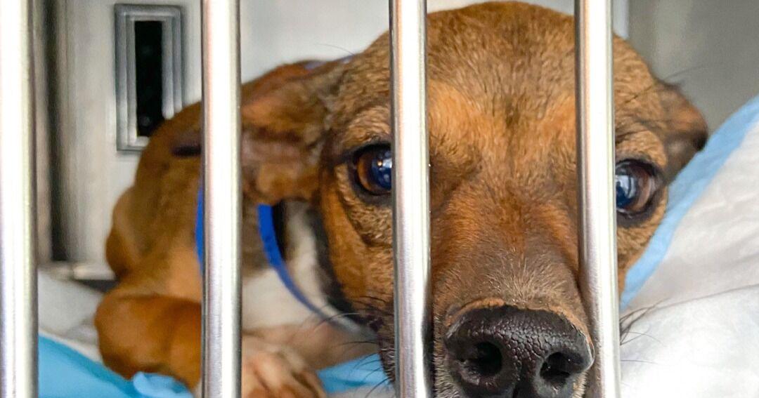 Humane Society of Tulsa rescues 46 animals in one week | News | fox23.com